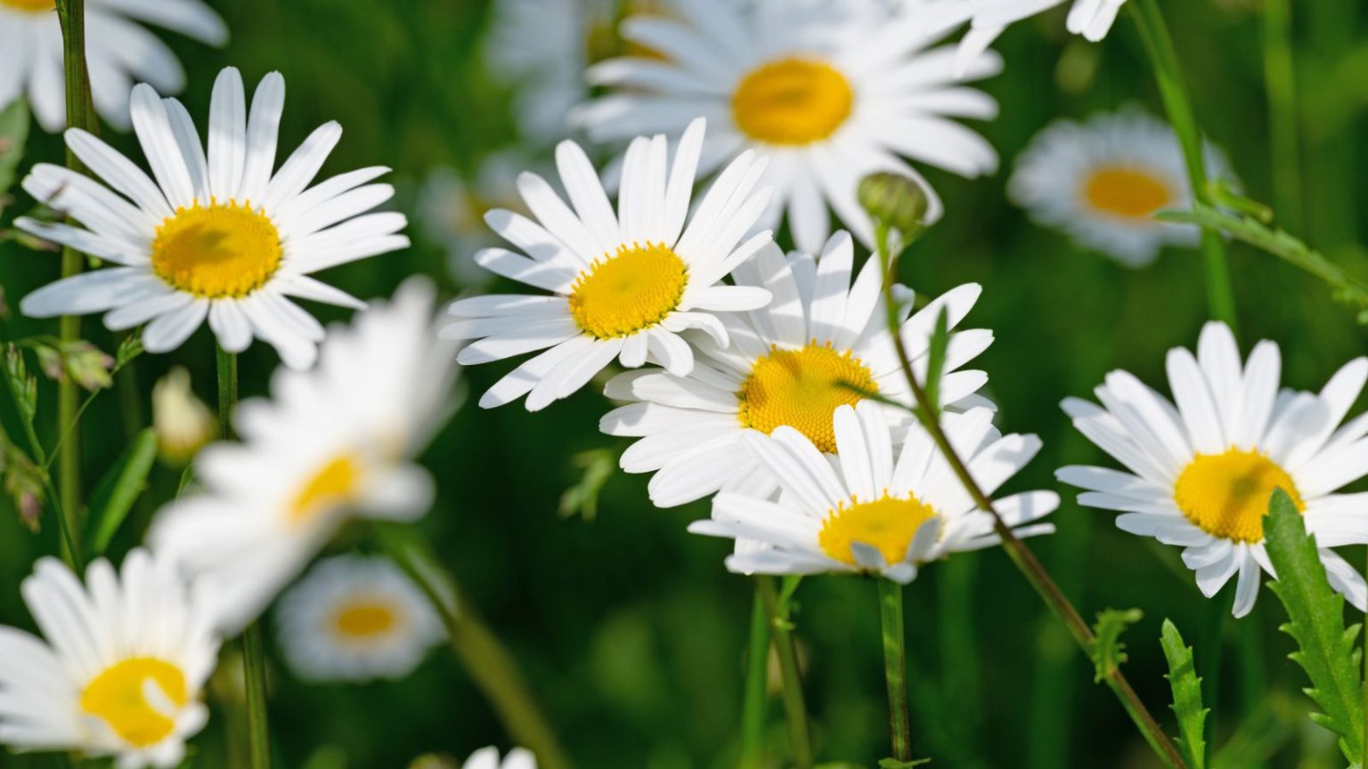 17 Hardy Plants That Grow Well In Shallow Rocky Soil