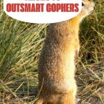 Use These Clever Tricks To Outsmart Gophers