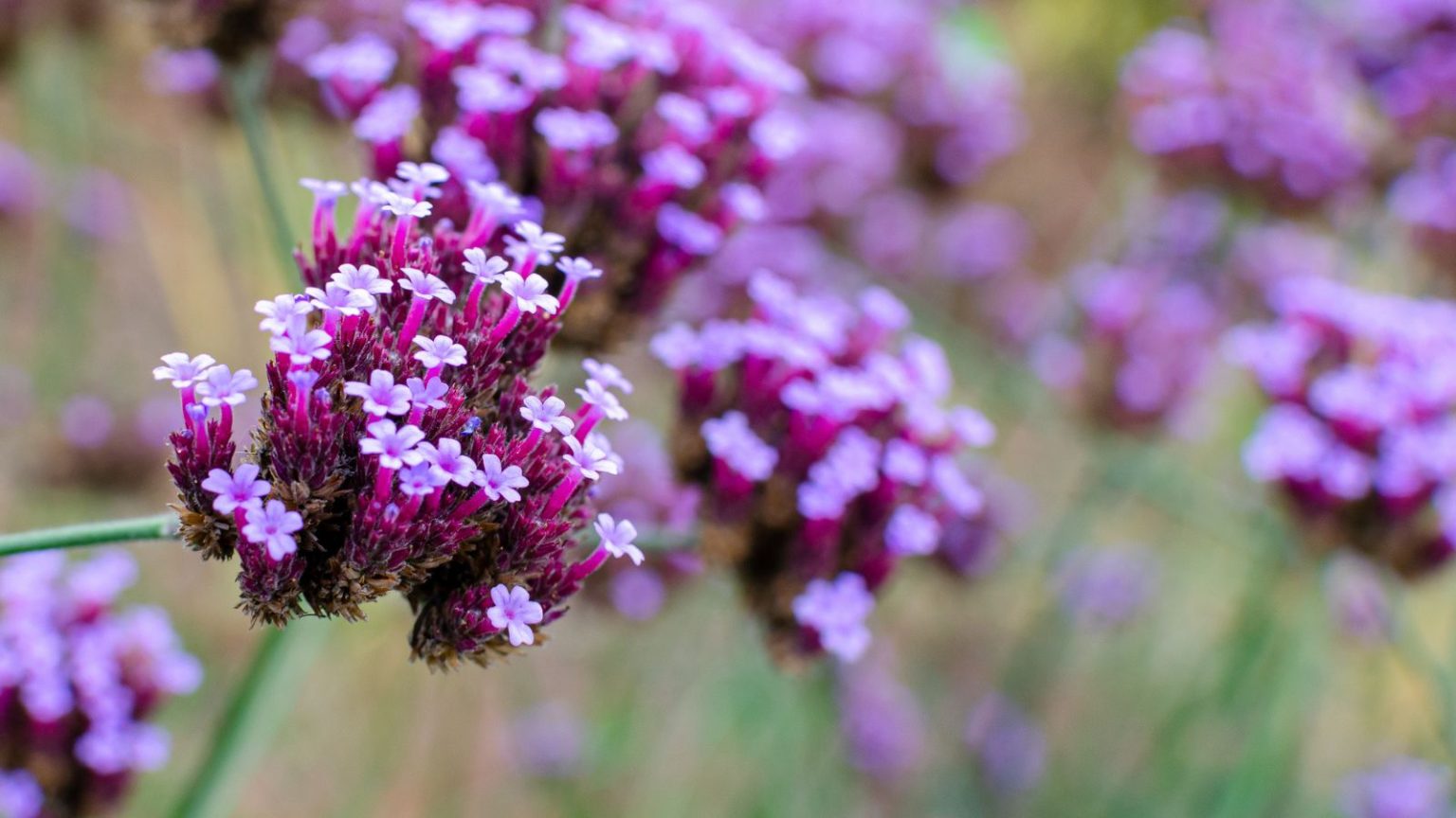 15 Stunning Cascading Flowers That Thrive In Containers