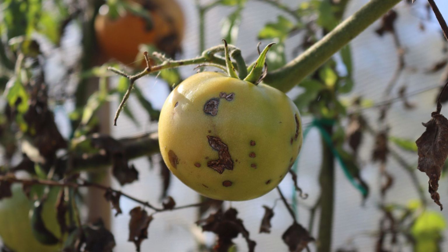 17 Signs Your Tomato Plant Is Screaming For Help