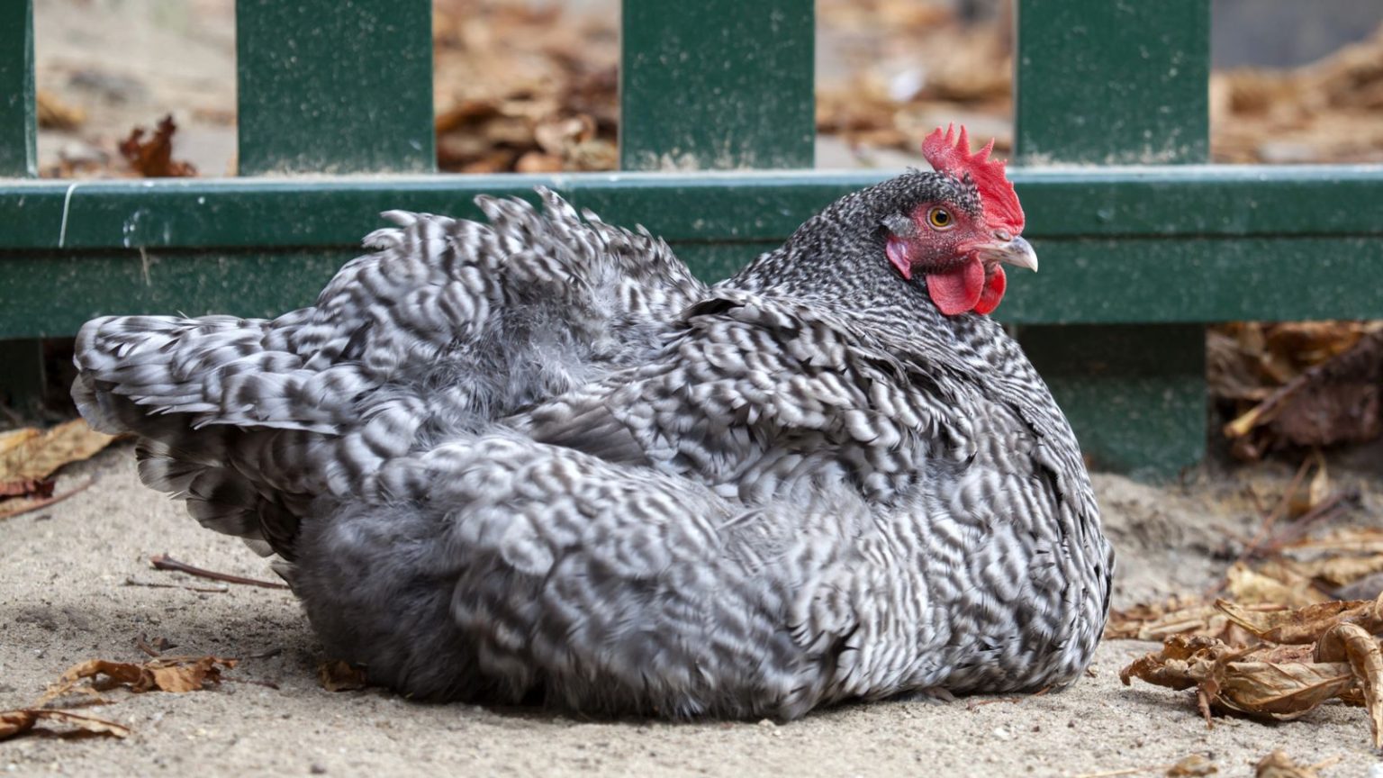 What Is Chicken Hamster Ball? The Rolling Chicken Run