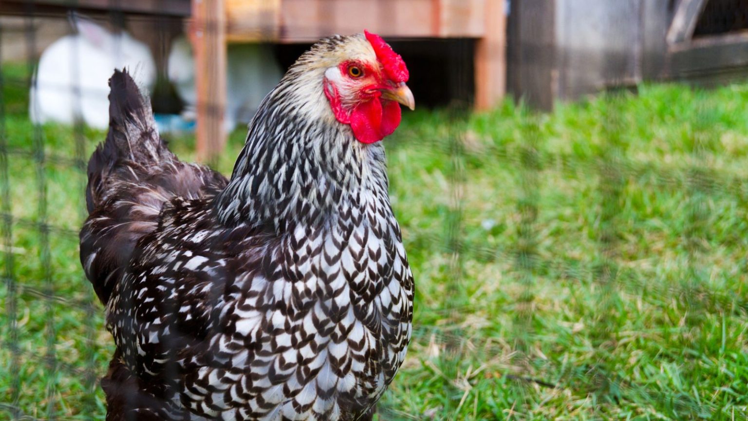 53 Chicken Jokes And Puns That Are Clucking Hilarious