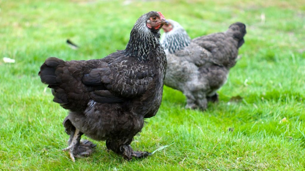 250+ Cute and Creative "Old Lady" Chicken Names for Your Backyard Flock ...