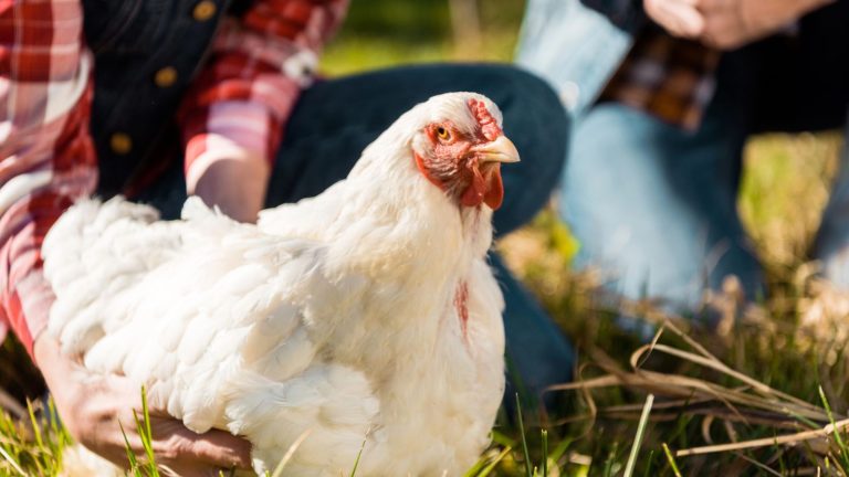 Chicken Grit 101: When To Introduce It To Your Chicks