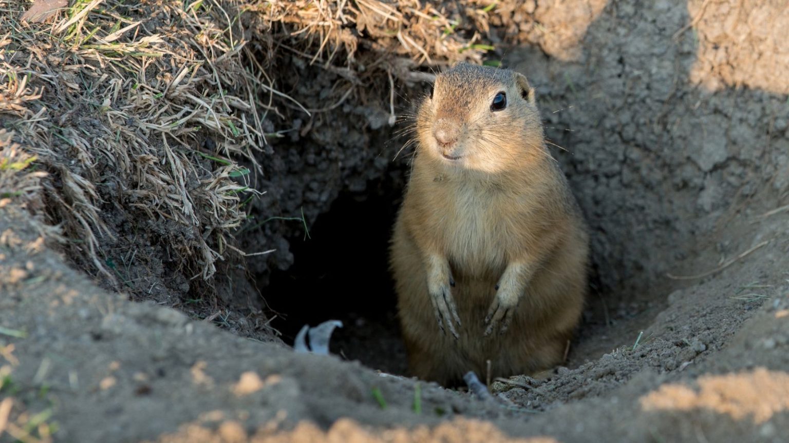Use These Clever Tricks To Outsmart Gophers