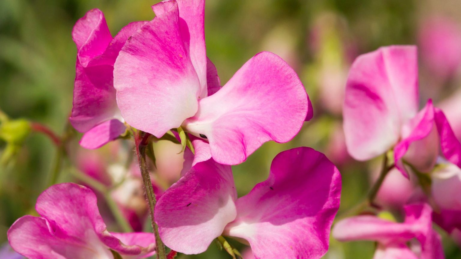 16 Climbing Plants That Love To Climb, Twist, And Trail Anywhere You ...