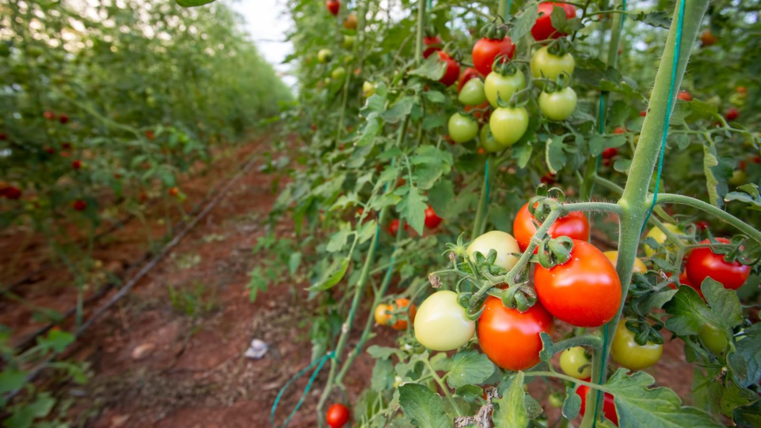 17 Signs Your Tomato Plant Is Screaming For Help