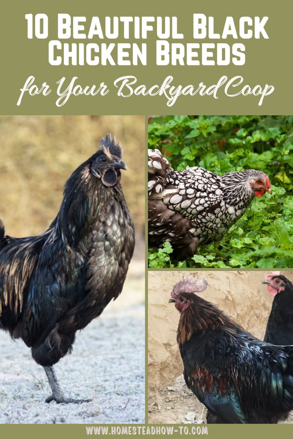 10 Beautiful Black Chicken Breeds (With Pictures) For Your Backyard Coop