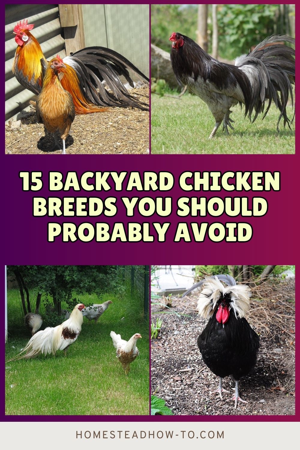 15 Backyard Chicken Breeds You Should Probably Avoid