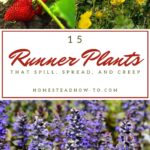 15 Runner Plants That Spill, Spread, And Creep