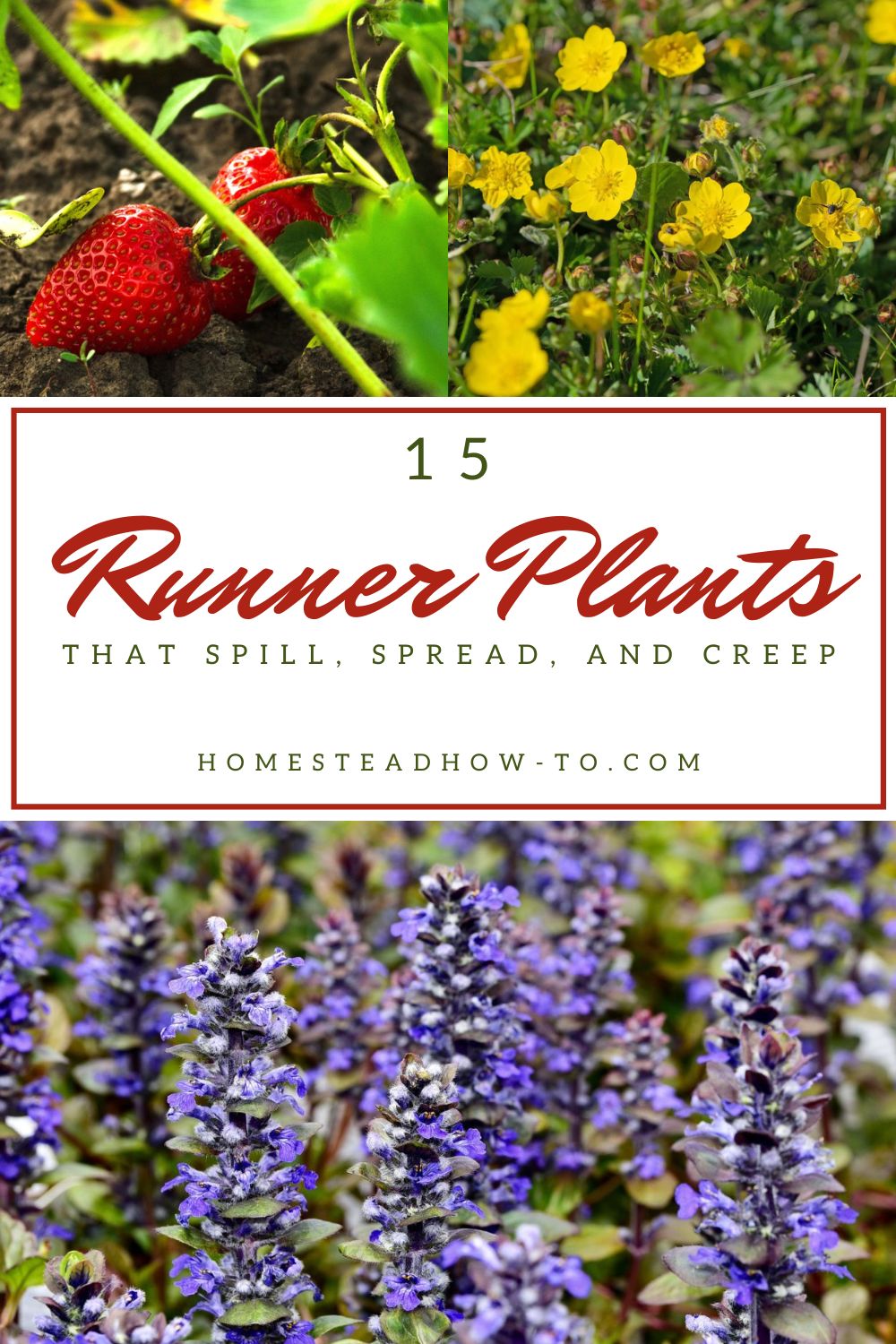 15 Runner Plants That Spill, Spread, And Creep
