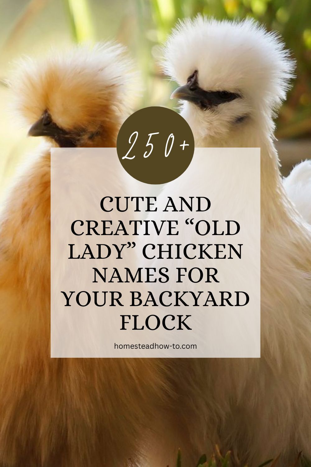 250+ Cute And Creative "Old Lady" Chicken Names For Your Backyard Flock
