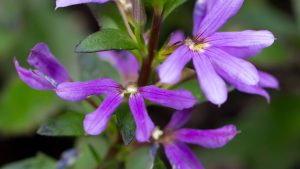 15 Stunning Cascading Flowers That Thrive In Containers