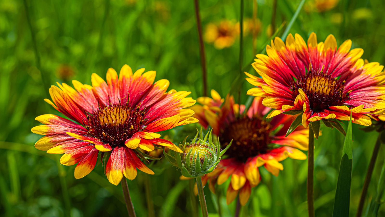 15 Graceful Perennials That Will Brave The Harshest Winters