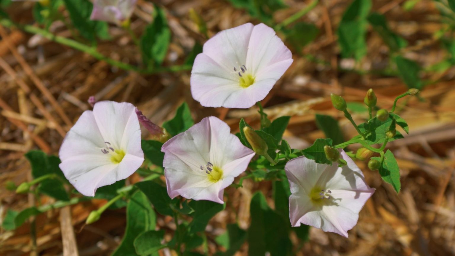 15 Runner Plants That Spill, Spread, And Creep