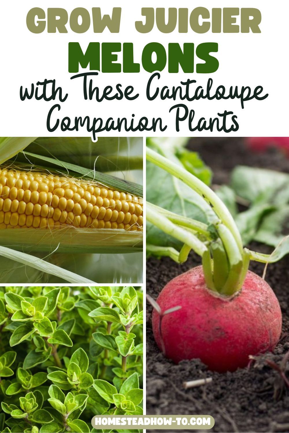 Grow Juicier Melons With These Cantaloupe Companion Plants