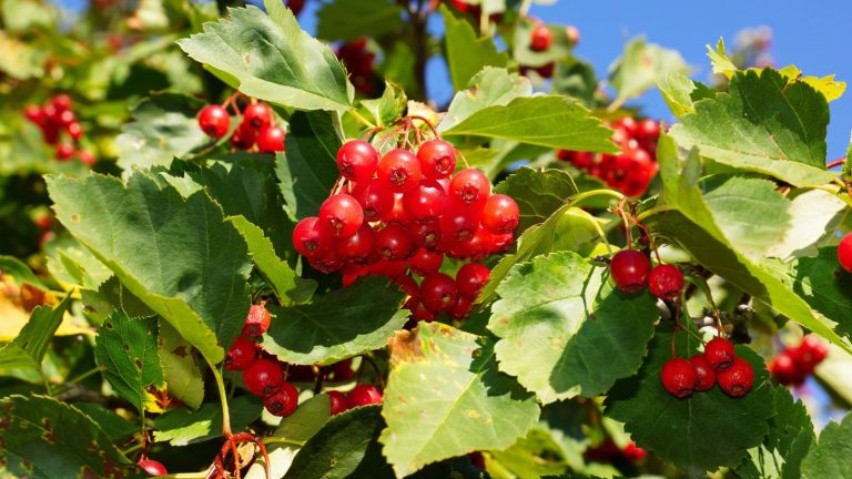 16 Berried Plants To Grow To Attract All Kinds Of Birds