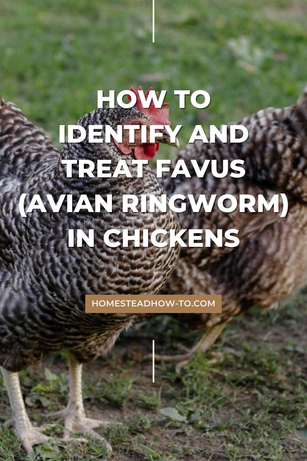 How To Identify And Treat Favus (Avian Ringworm) In Chickens