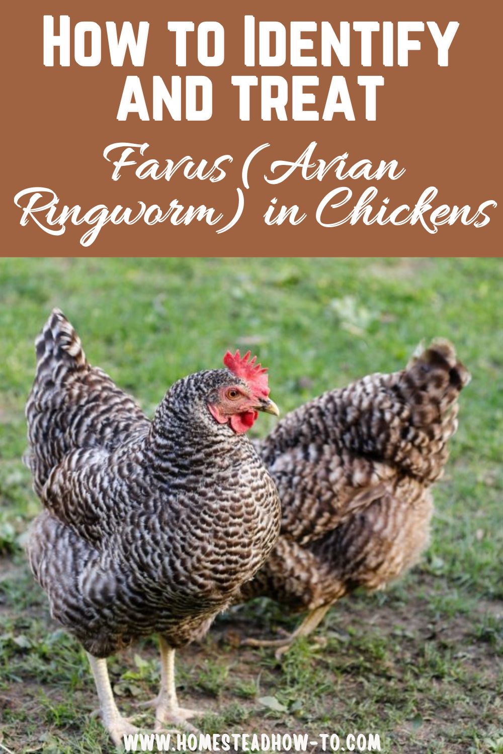 How To Identify And Treat Favus (Avian Ringworm) In Chickens