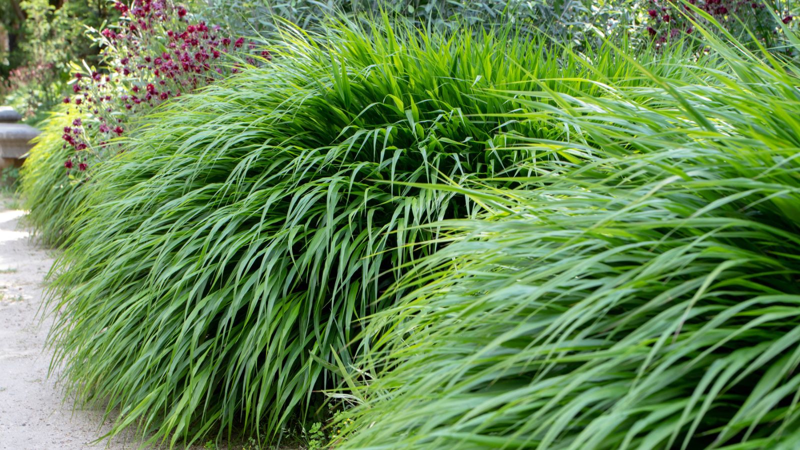 20 Ornamental Grasses That Add Rich Texture To Your Garden
