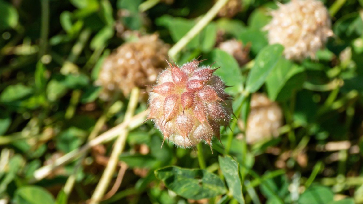 15 Runner Plants That Spill, Spread, And Creep