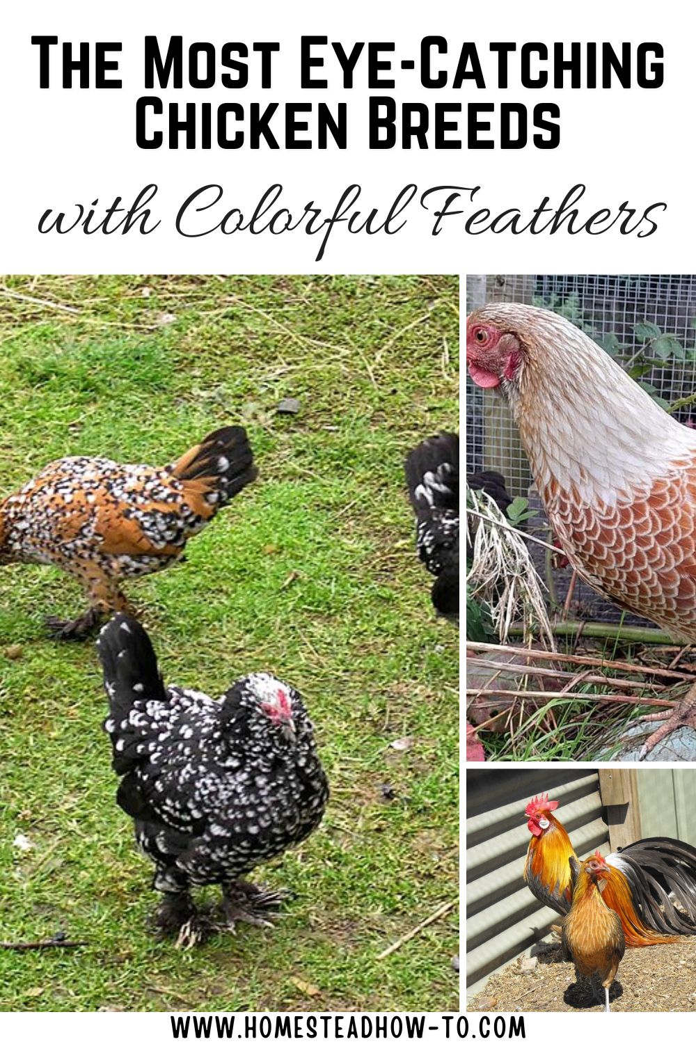 The Most Eye-Catching Chicken Breeds With Colorful Feathers