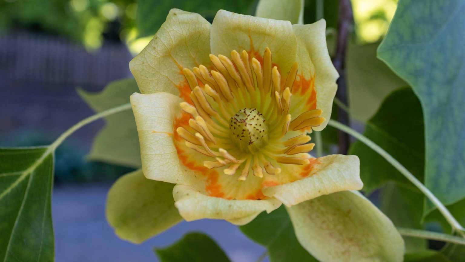 15 Flowering Trees That Stay In Bloom Longer Than You’d Expect