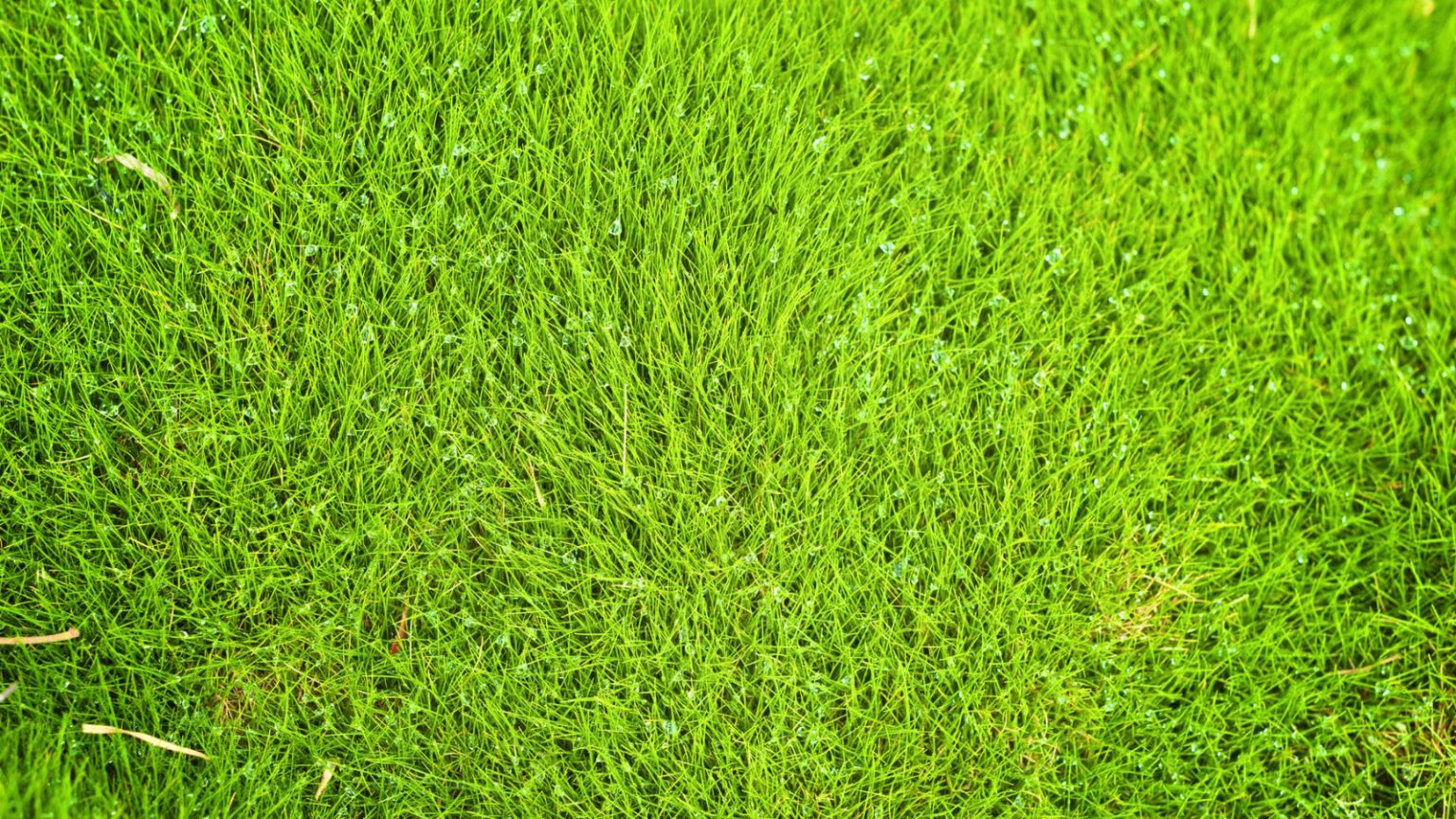 15 Runner Plants That Spill, Spread, And Creep