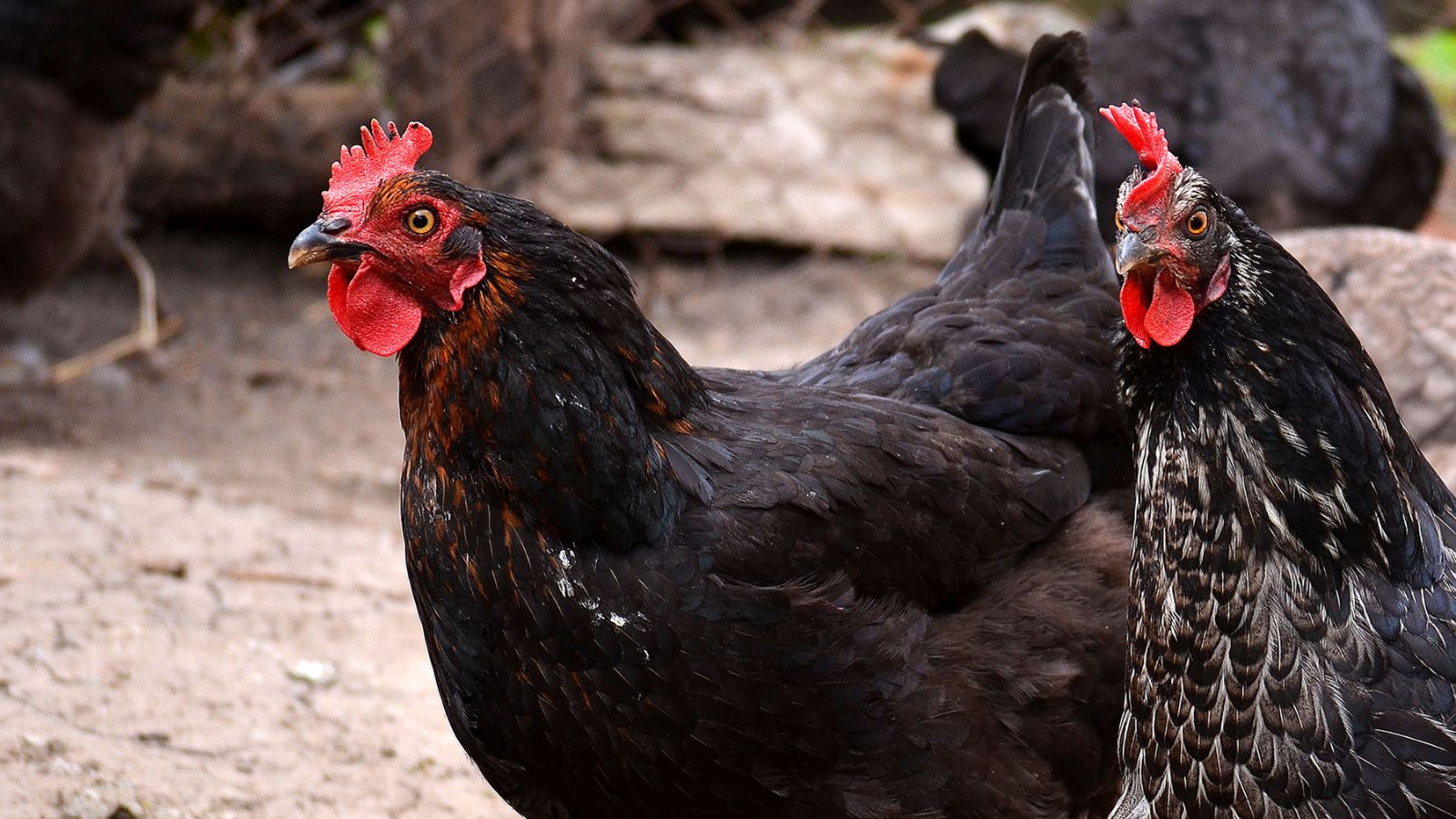 10 Beautiful Black Chicken Breeds (With Pictures) For Your Backyard Coop