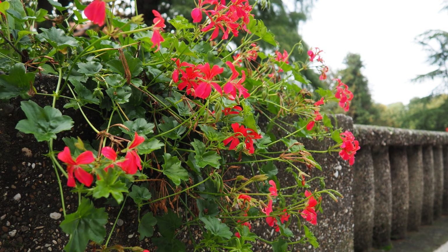 15 Stunning Cascading Flowers That Thrive In Containers