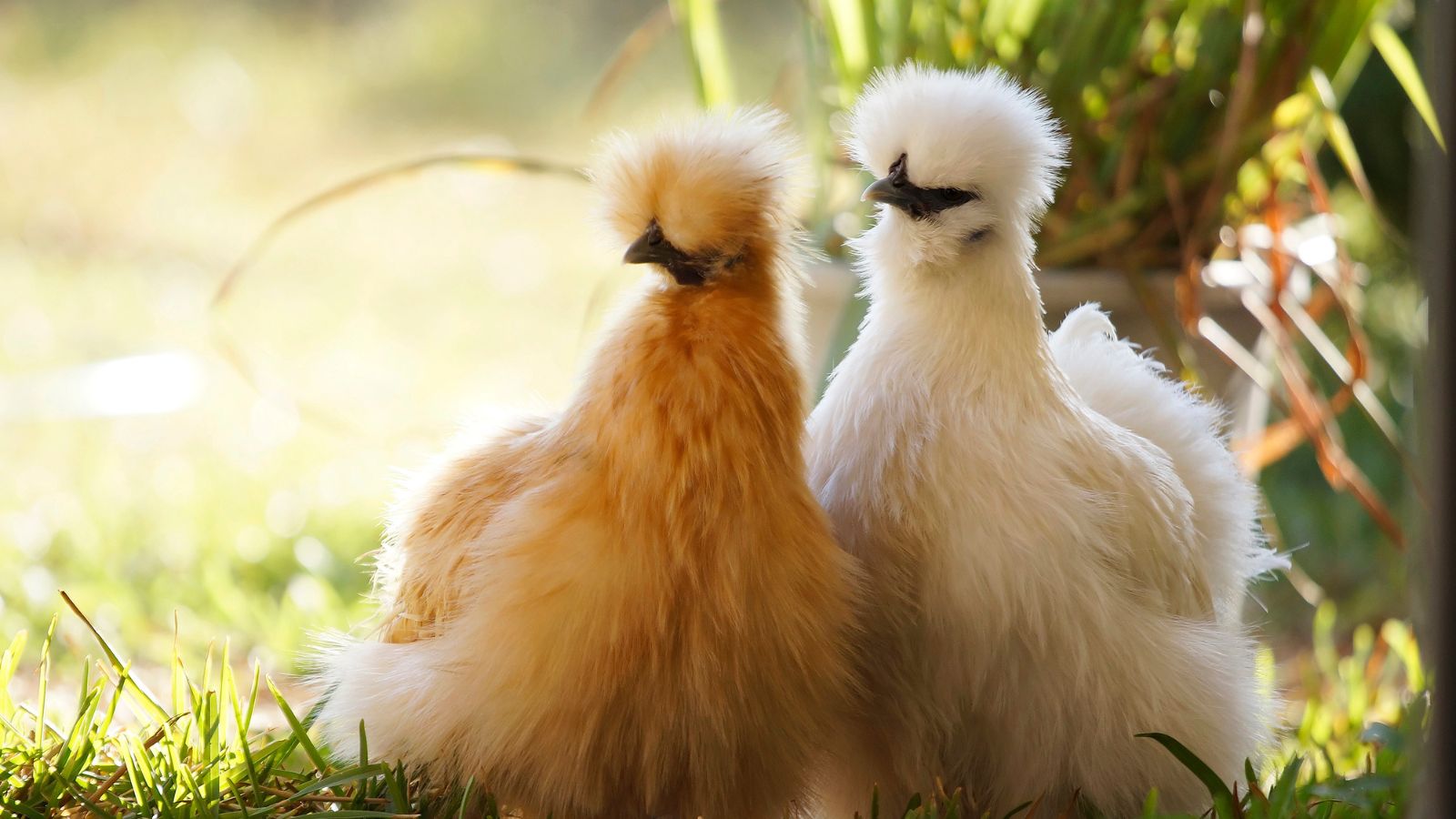 What Is Chicken Hamster Ball? The Rolling Chicken Run