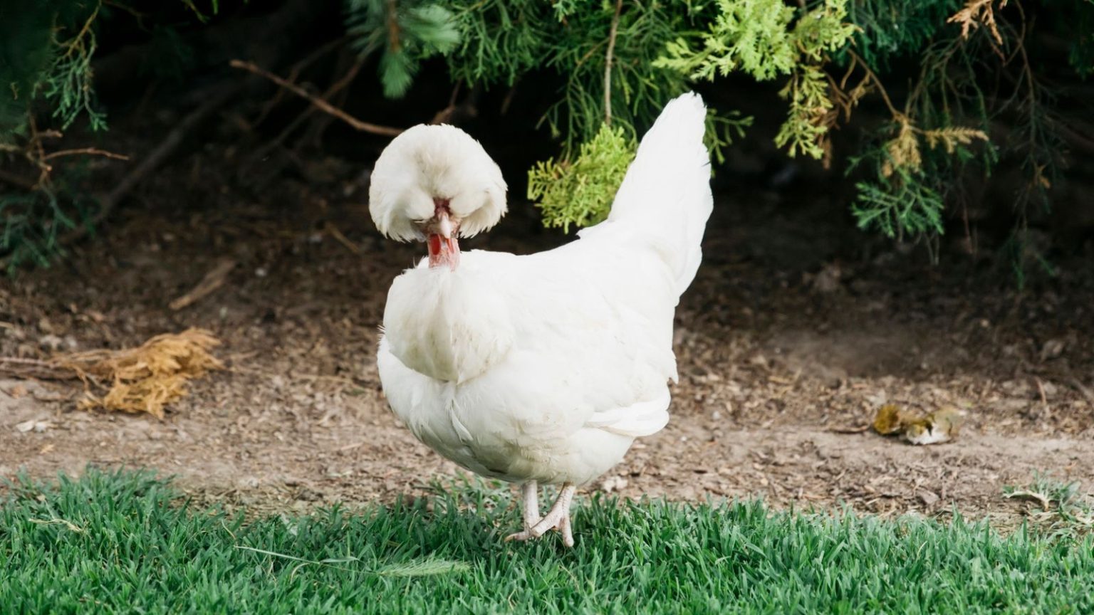 Chicken Shaking It’s Head? Reasons Why Chickens Shake Their Heads