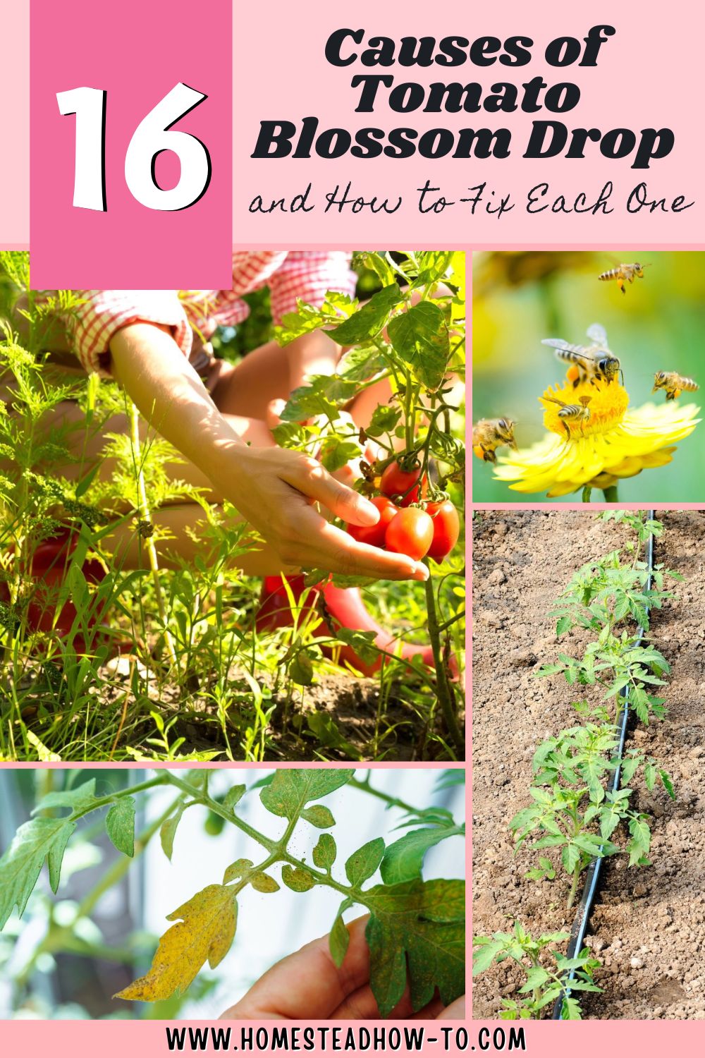16 Causes Of Tomato Blossom Drop And How To Fix Each One