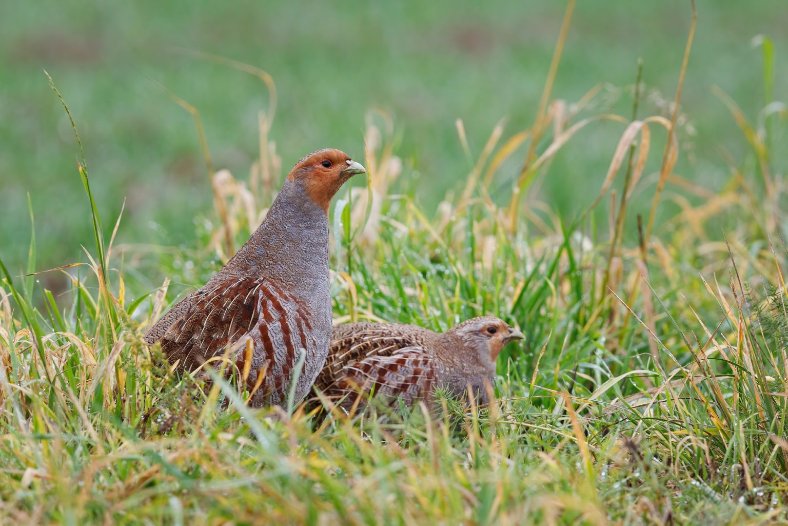 11 Types Of Farm Birds To Raise For Meat, Eggs, And Profit