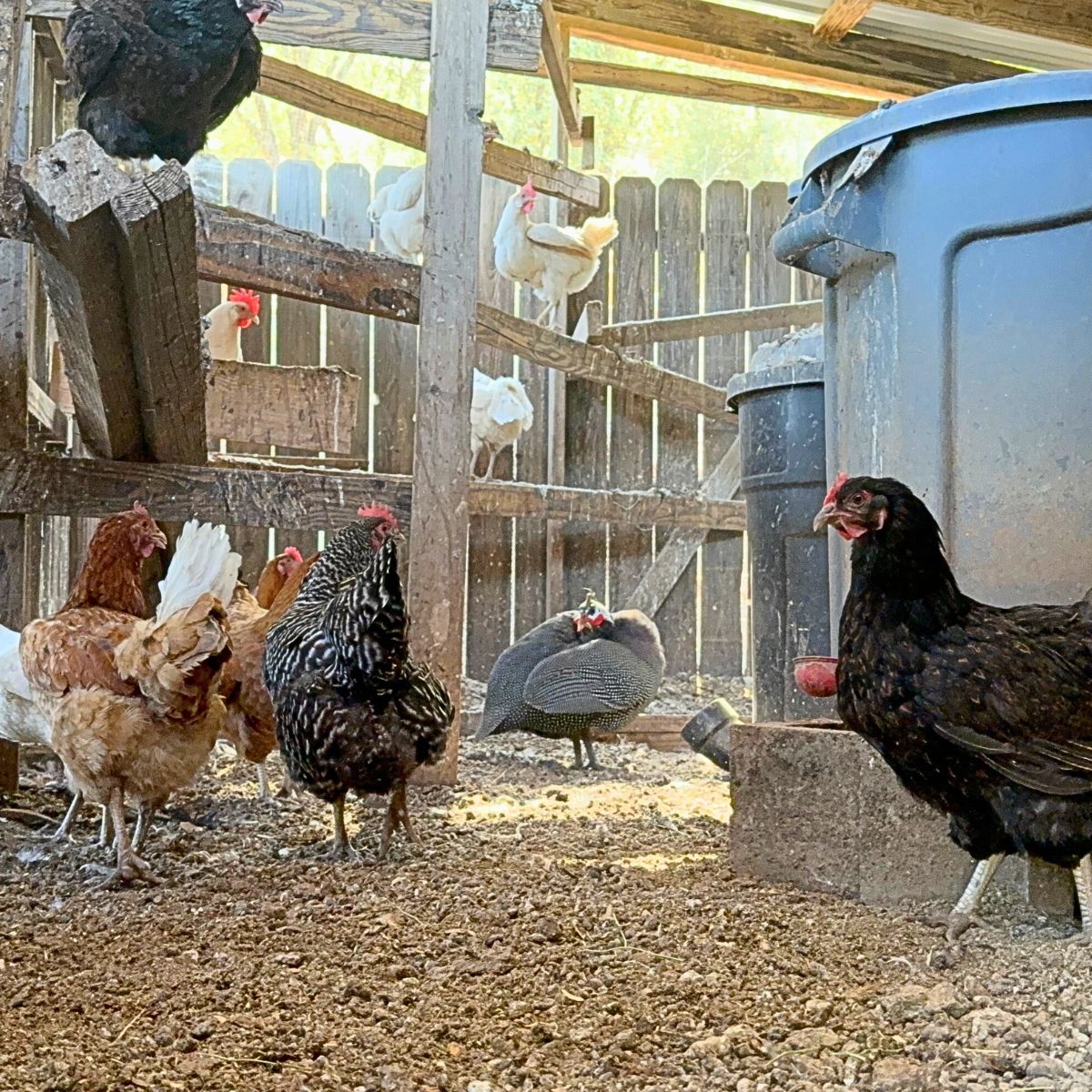 How To Make A Chicken Dust Bath