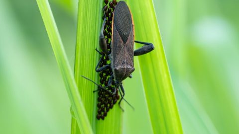 17 Effective Ways To Control Leaf-Footed Bugs In Your Garden