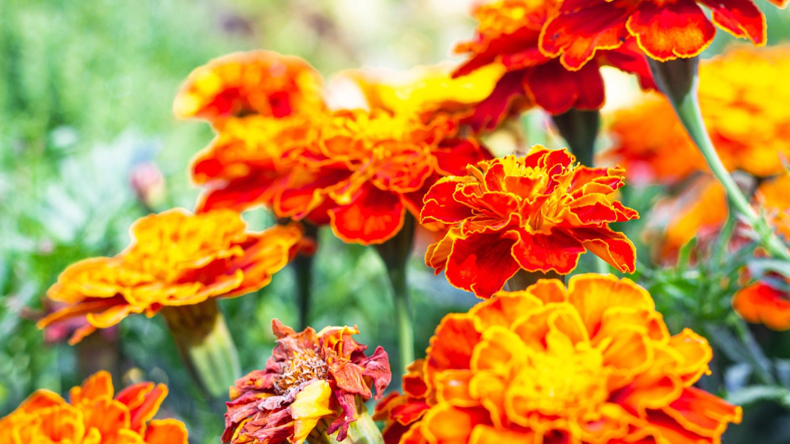 26 Plants You Can Still Sow And Grow In July
