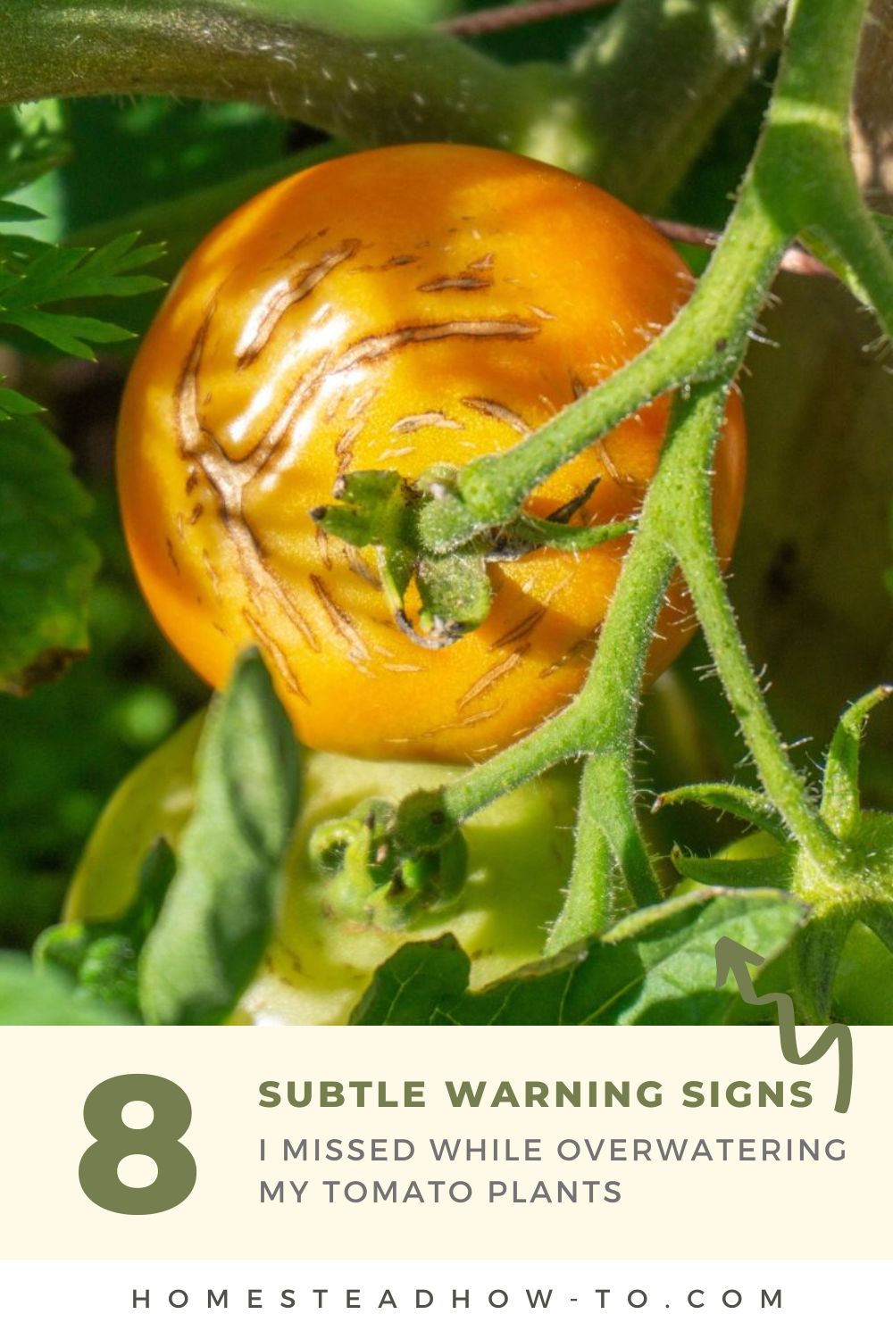 8 Subtle Warning Signs I Missed While Overwatering My Tomato Plants