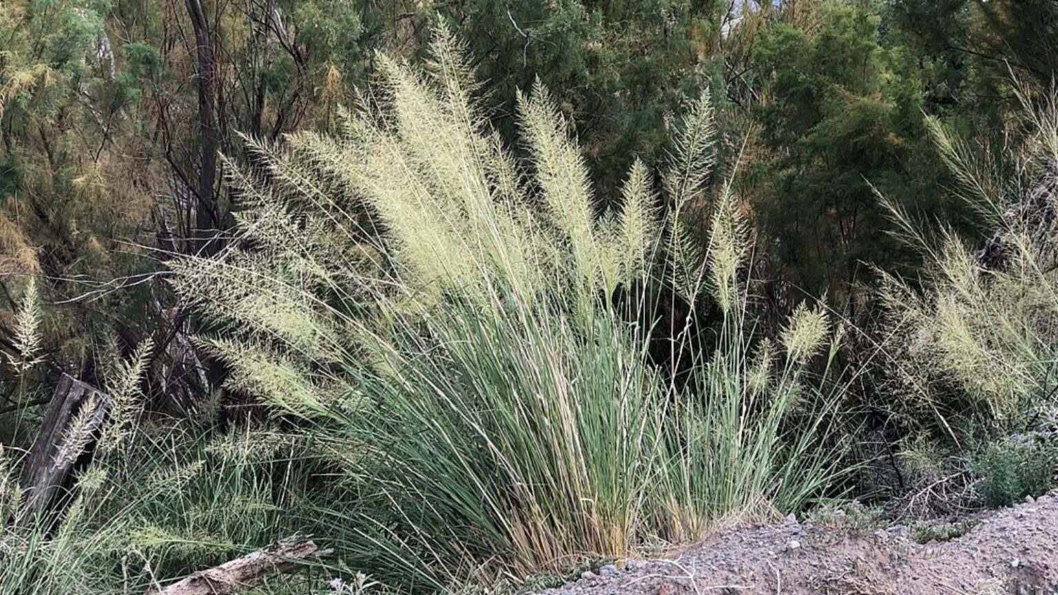 20 Ornamental Grasses That Add Rich Texture To Your Garden