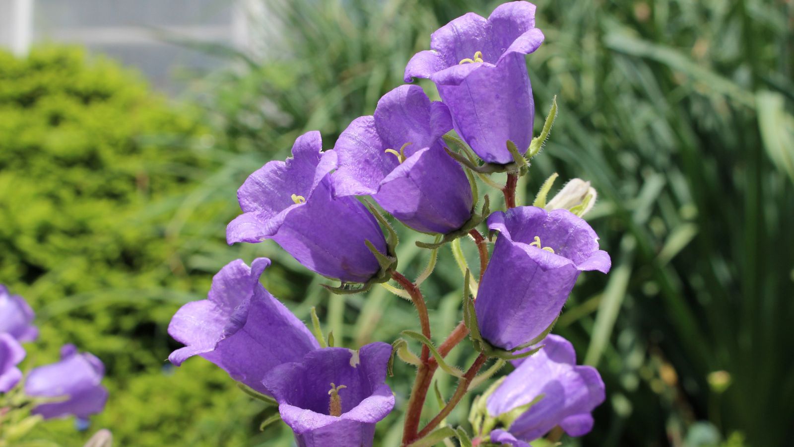 14 Bell-Shaped Blooms To Give Your Garden A Storybook Feel