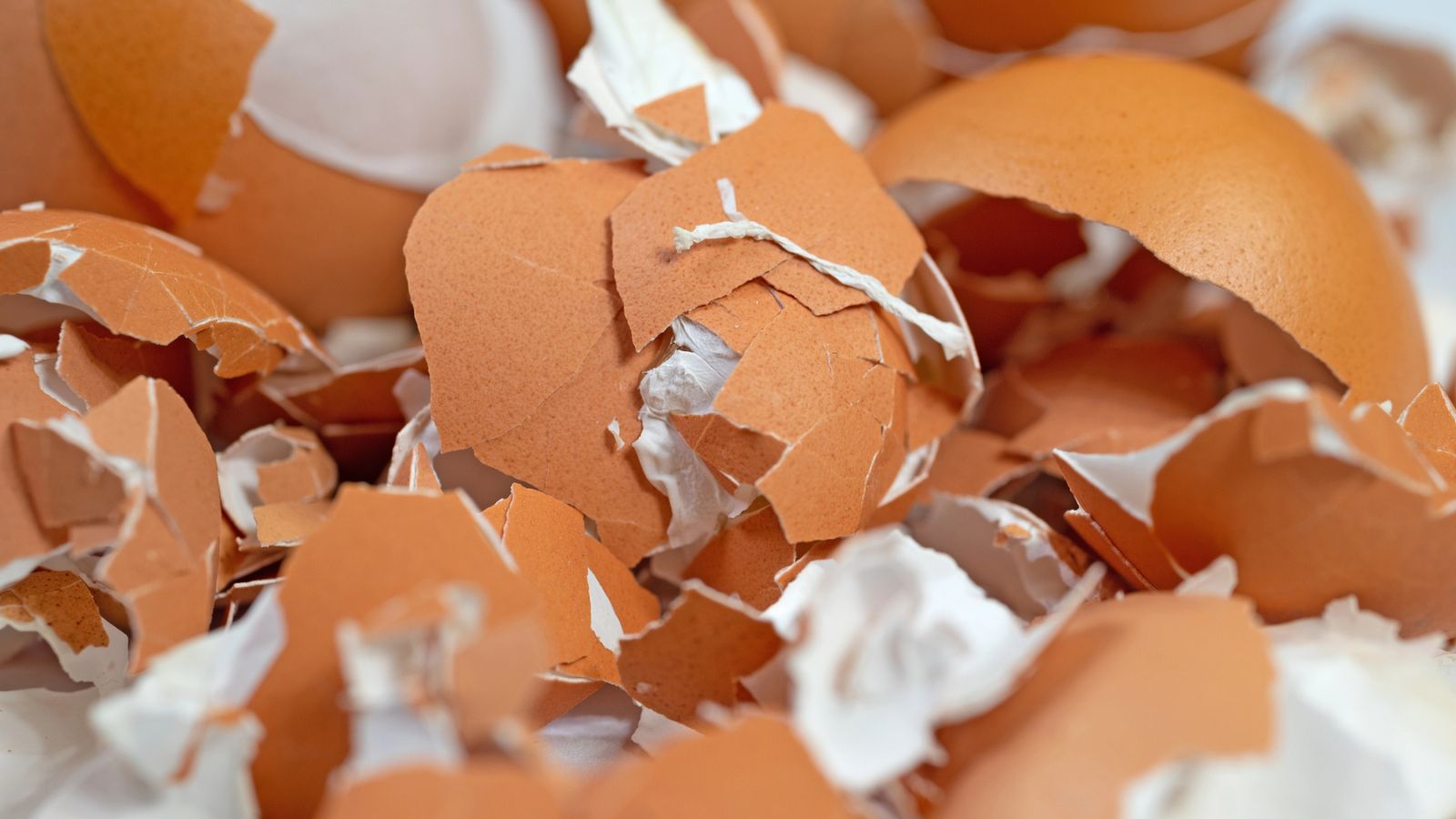 How To Put Eggshells To Work In The Garden