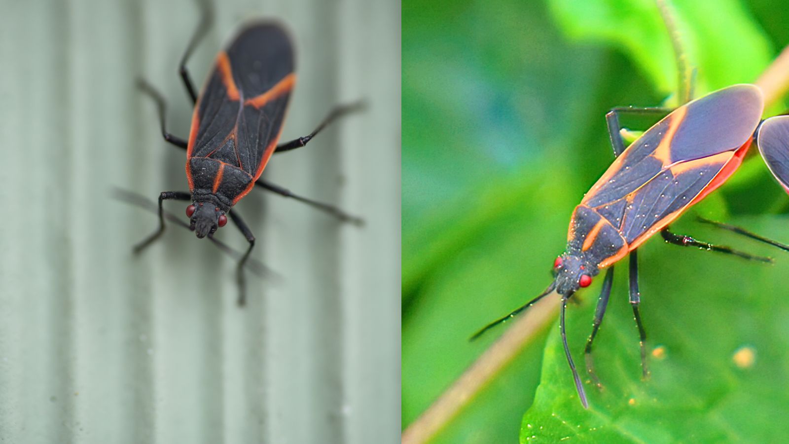 Boxelder Bugs Are Back—here’s How To Keep Them Out This Fall