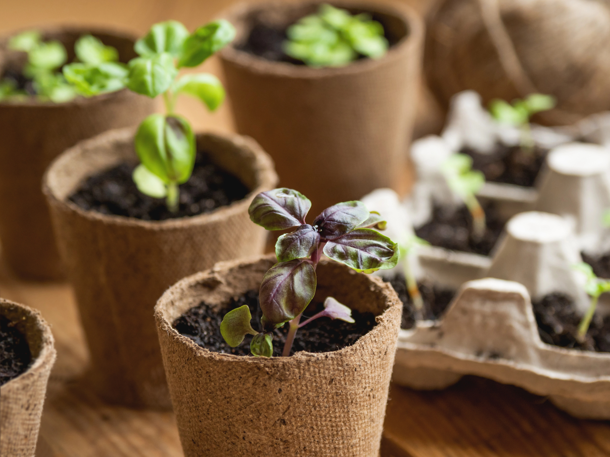 It’s Cold Outside, But These Simple Tasks Give Your Spring Garden A ...